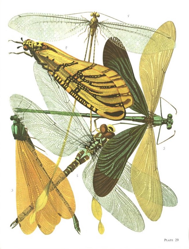 SEGUY'S DECORATIVE BUTTERFLIES AND INSECTS IN FULL COLOR / E.A.Seguy ...